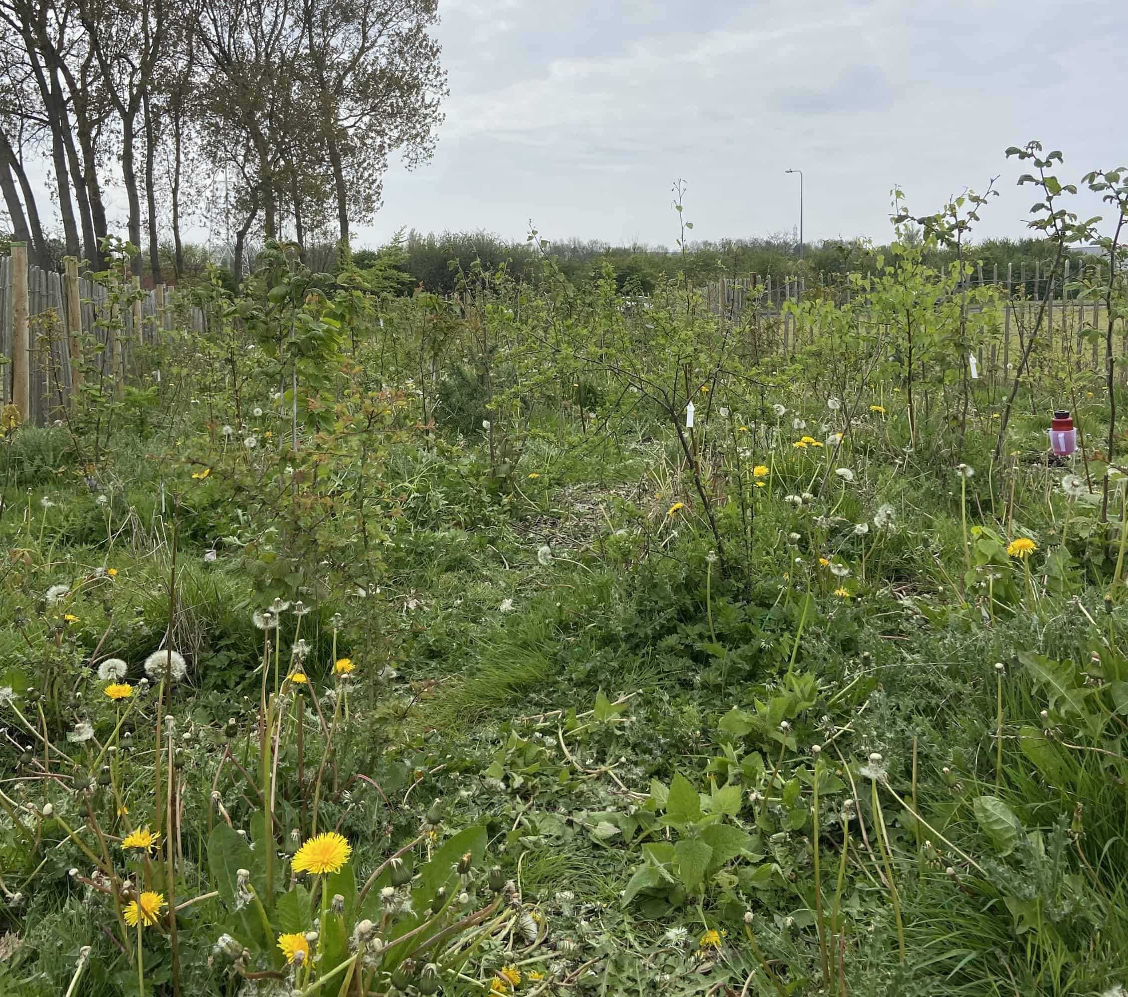 Mereside Public Open Space, Blackpool - Earthwatch Europe