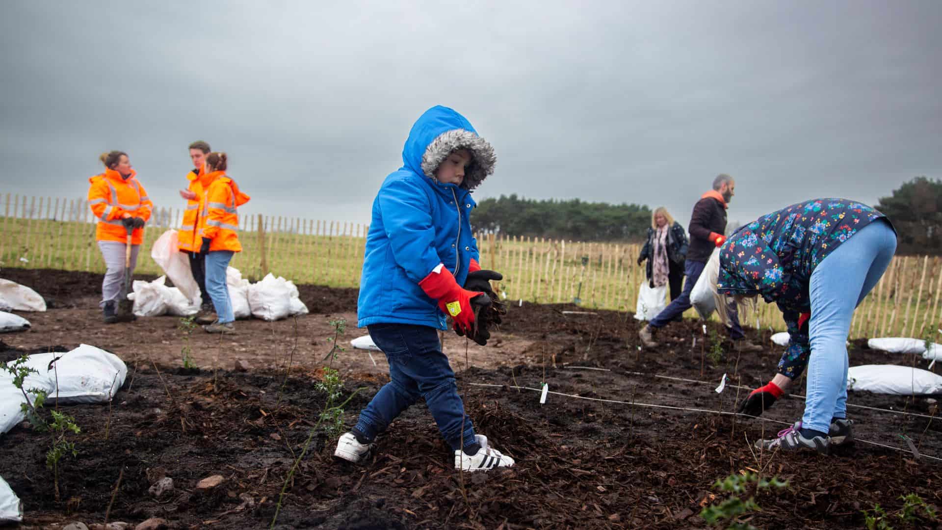Maple Tree, Spring Lane - Earthwatch Europe