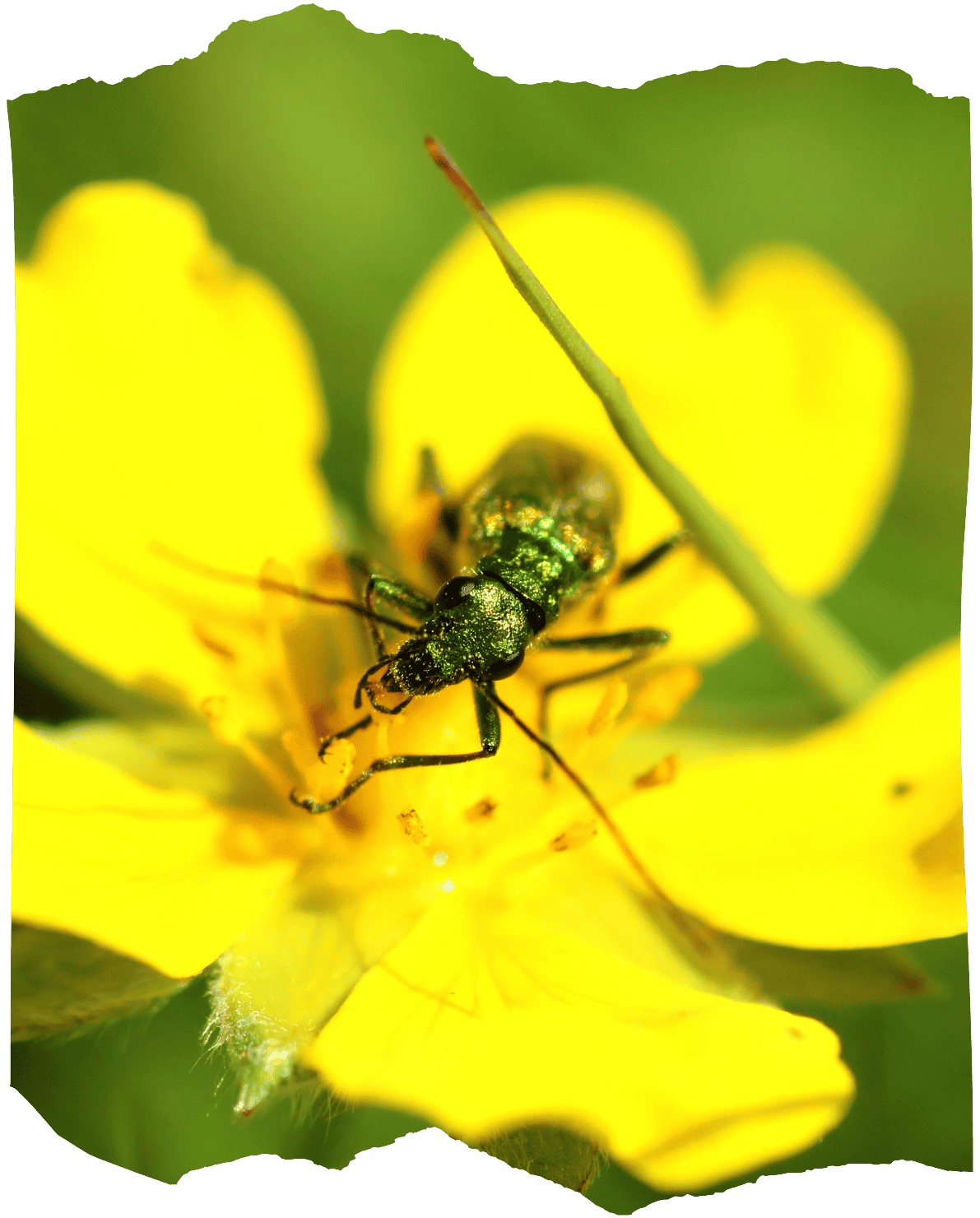 Tiny Forest Wildlife Count - Earthwatch Europe