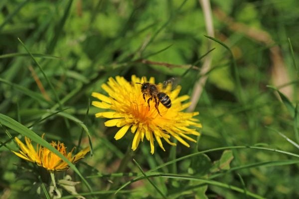 The different types of pollinators and why we need them - Earthwatch Europe
