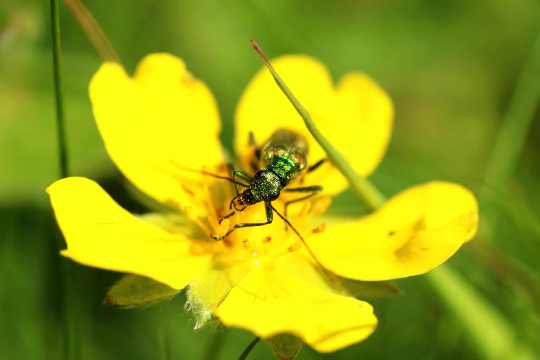The different types of pollinators and why we need them - Earthwatch Europe