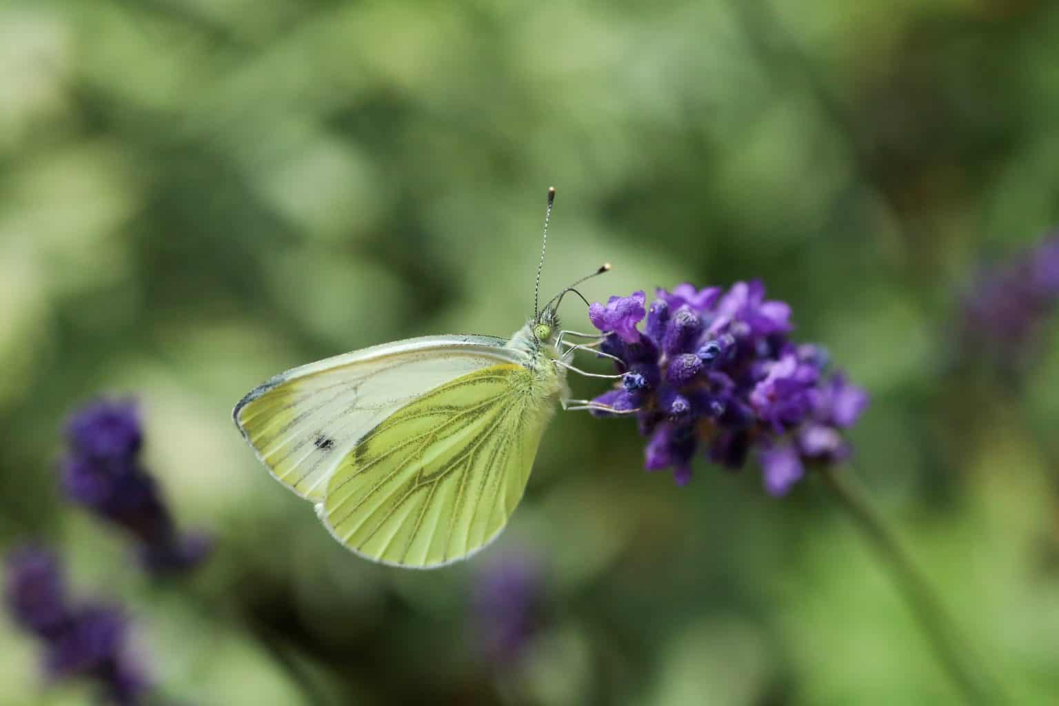 How to identify the UK’s most common butterfly species - Earthwatch Europe