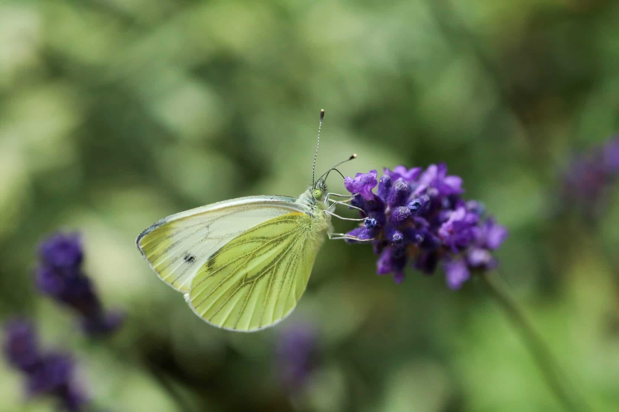 How to identify the UK’s most common butterfly species - Earthwatch Europe