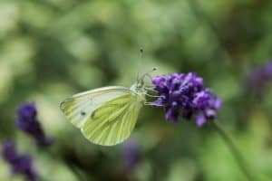 How to identify the UK’s most common butterfly species - Earthwatch Europe