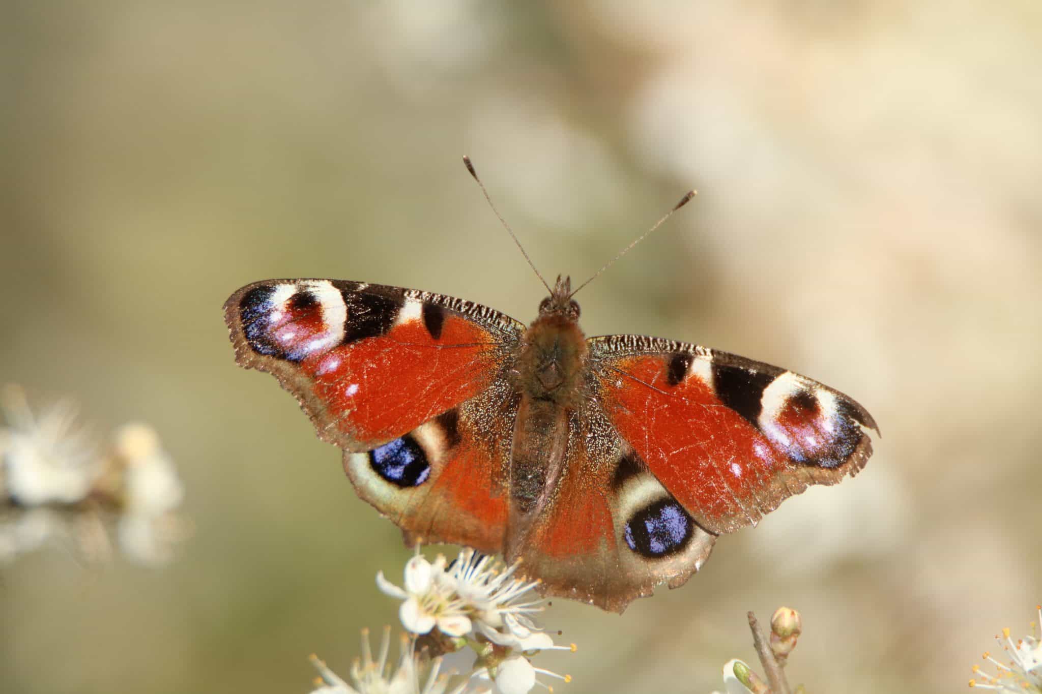 How to identify the UK’s most common butterfly species - Earthwatch Europe