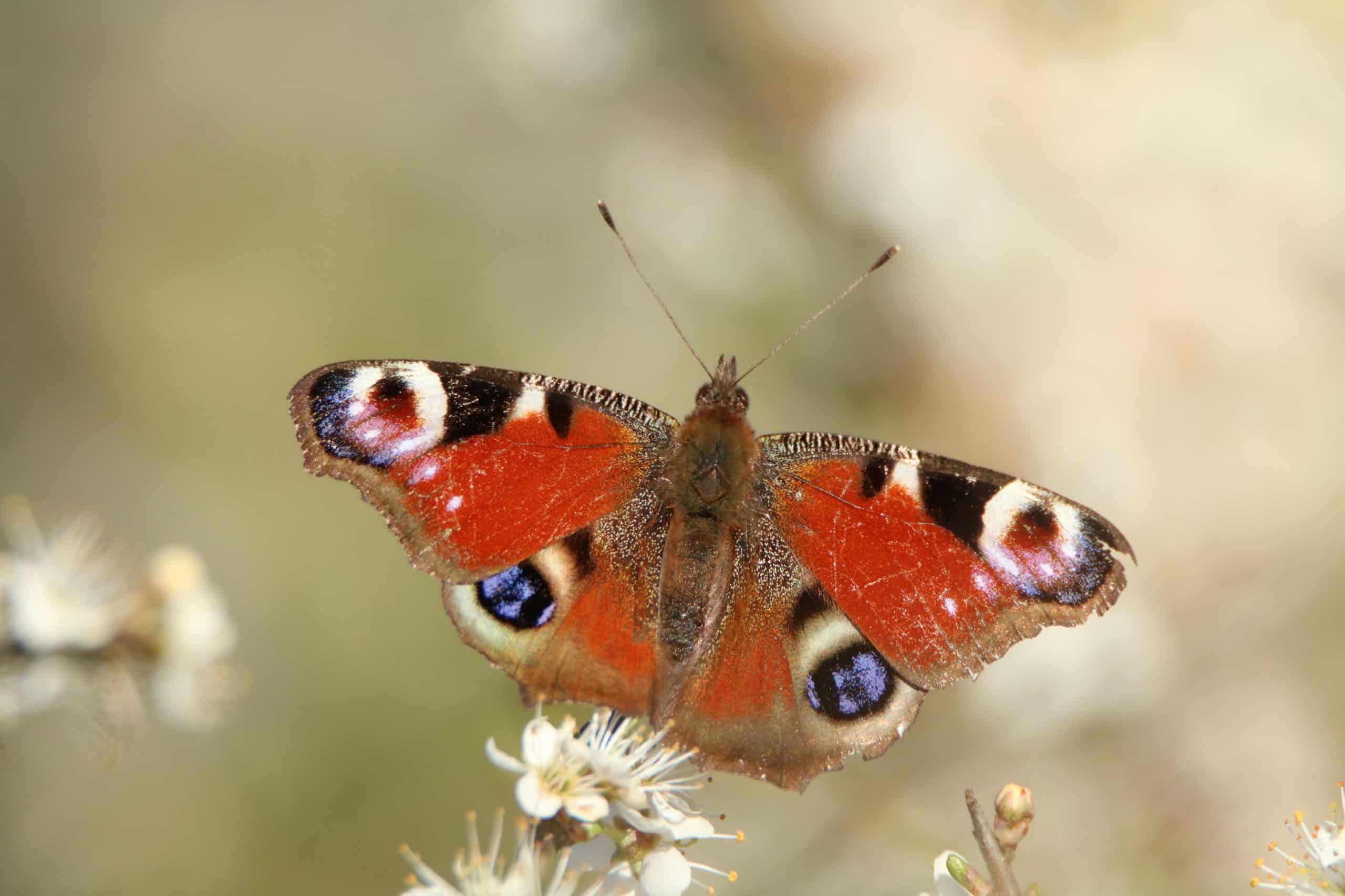 How to identify the UK’s most common butterfly species - Earthwatch Europe