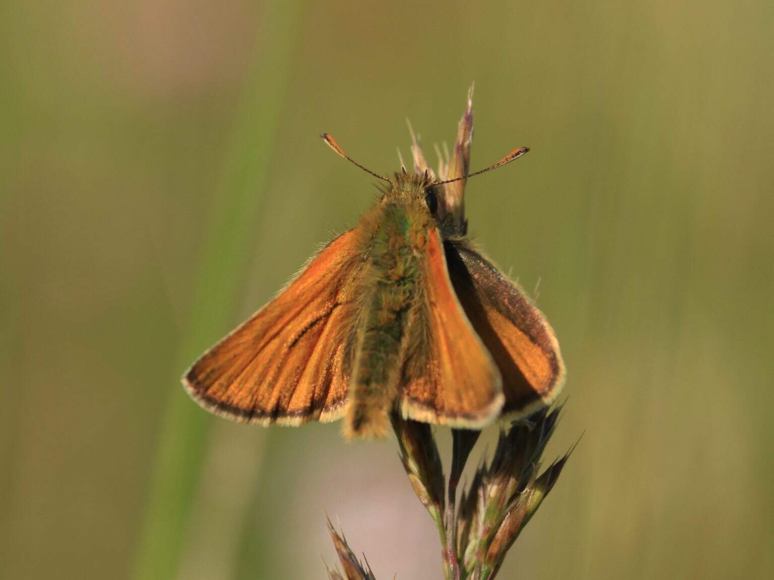 How to identify the UK’s most common butterfly species - Earthwatch Europe