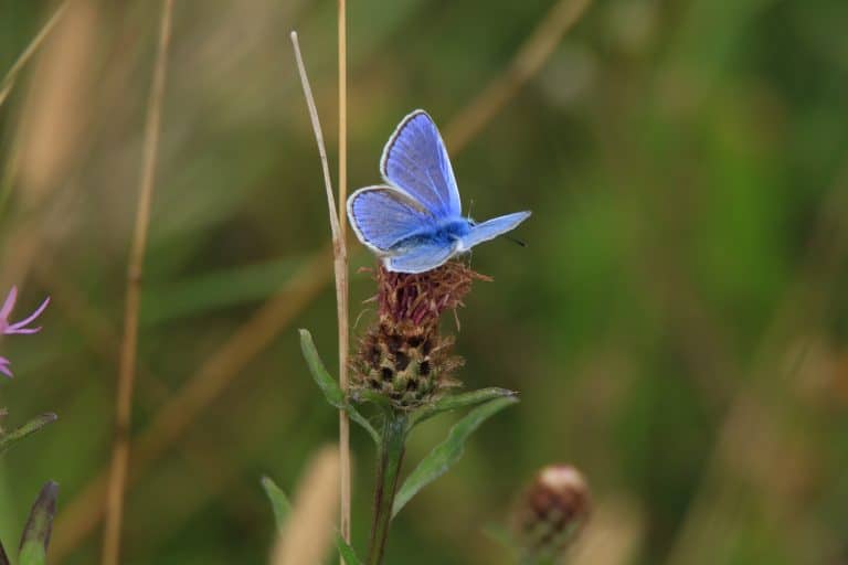 How to identify the UK’s most common butterfly species - Earthwatch Europe