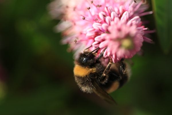 The different types of pollinators and why we need them - Earthwatch Europe