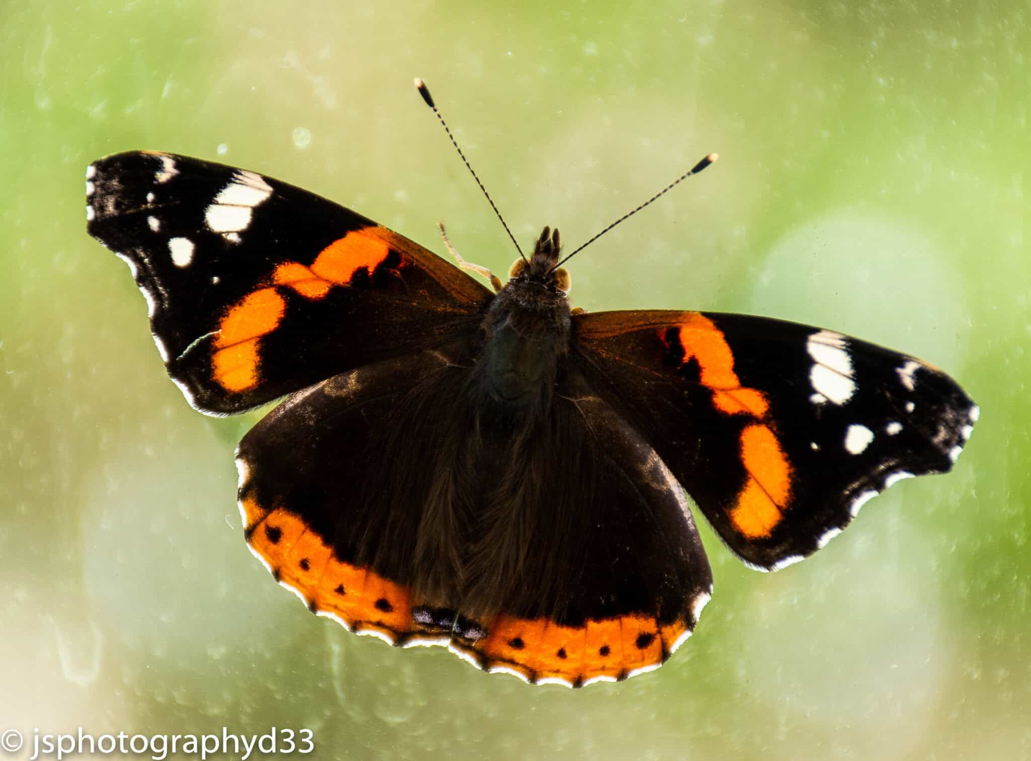 How to identify the UK’s most common butterfly species - Earthwatch Europe