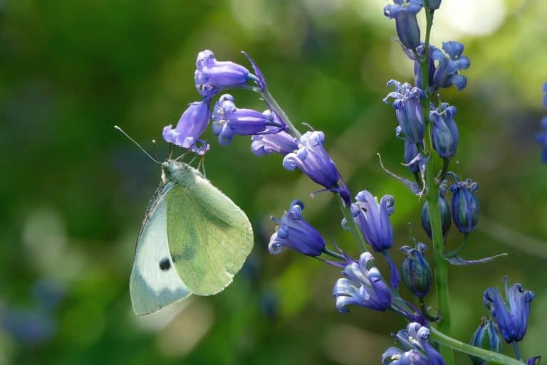 How to identify the UK’s most common butterfly species - Earthwatch Europe