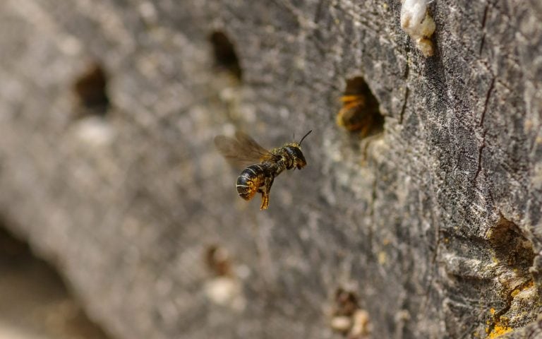 The different types of pollinators and why we need them - Earthwatch Europe
