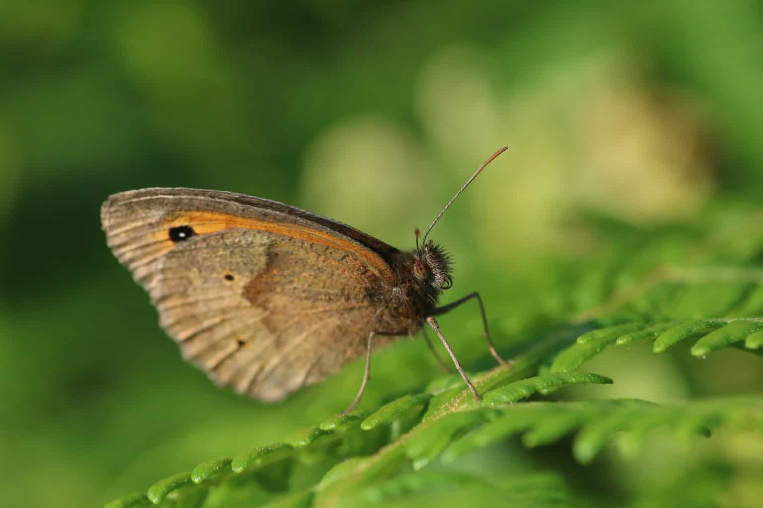 How to identify the UK’s most common butterfly species - Earthwatch Europe