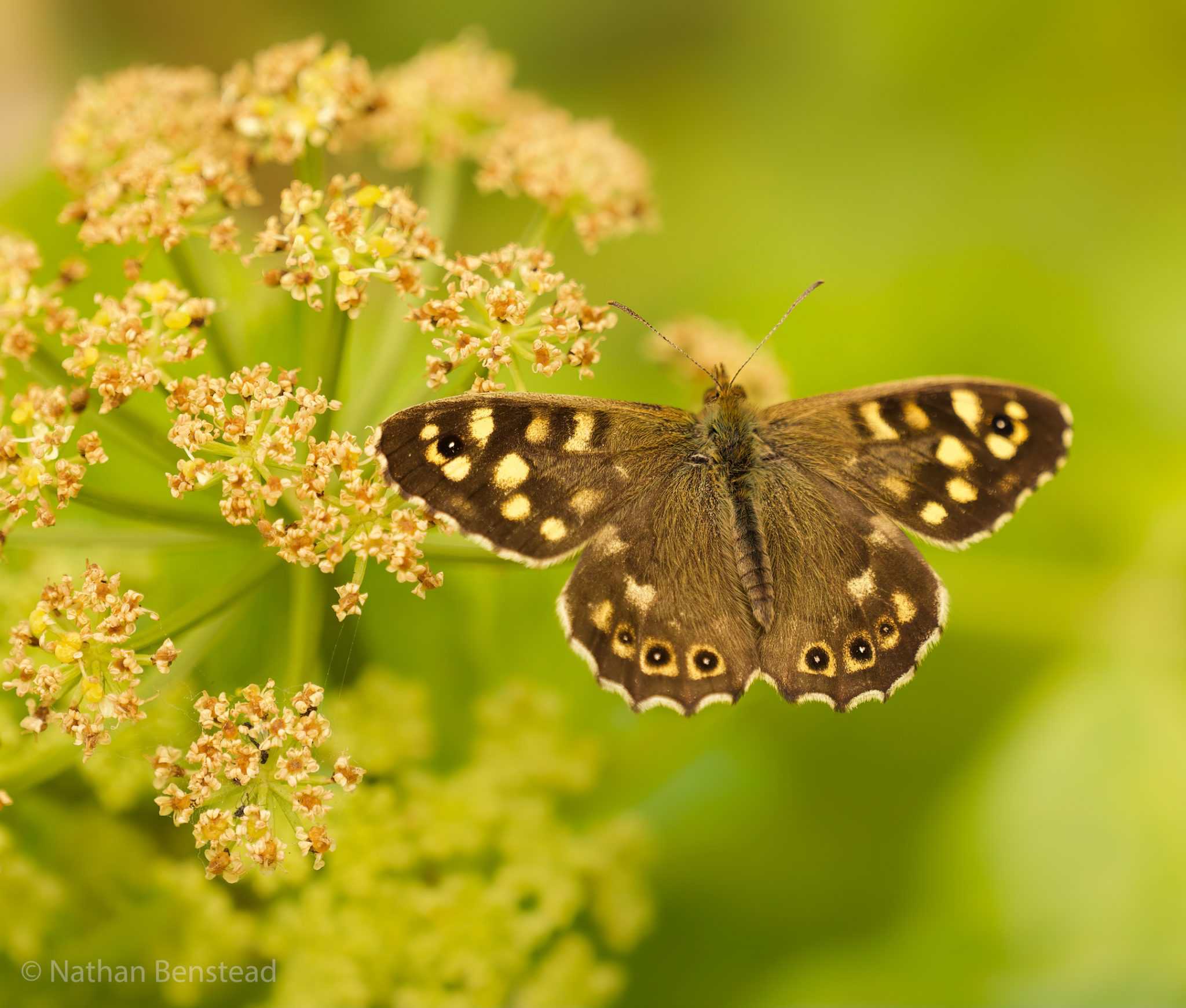 How to identify the UK’s most common butterfly species - Earthwatch Europe