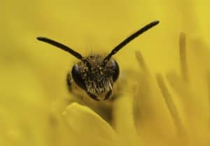 The different types of pollinators and why we need them - Earthwatch Europe