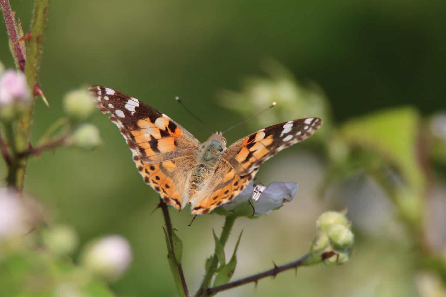 How to identify the UK’s most common butterfly species - Earthwatch Europe