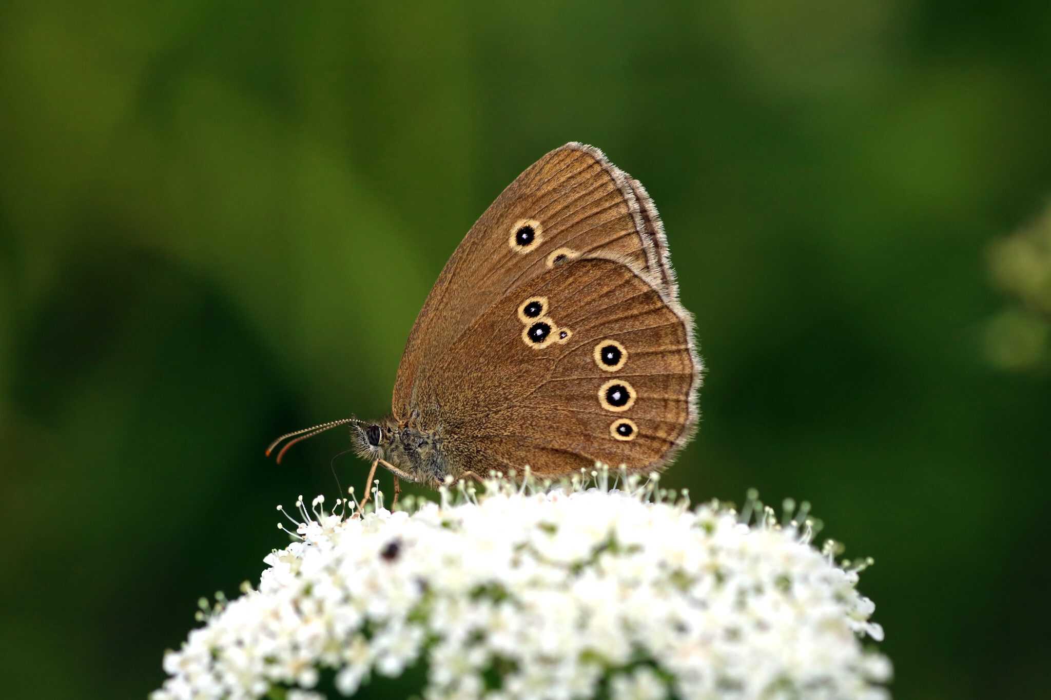 How to identify the UK’s most common butterfly species - Earthwatch Europe