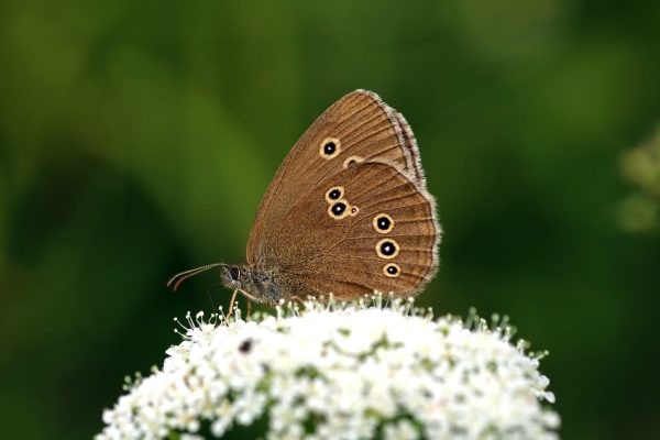 How to identify the UK’s most common butterfly species - Earthwatch Europe