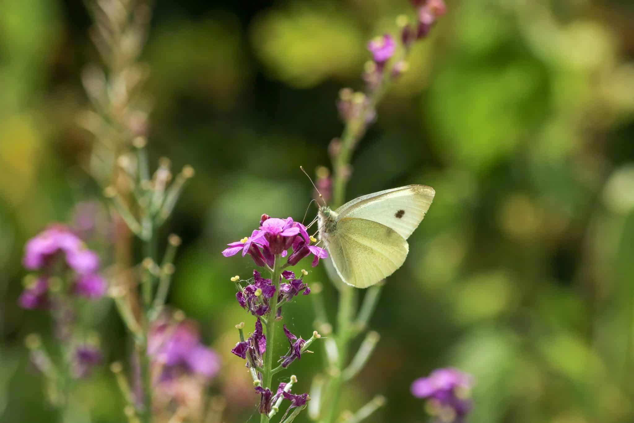 How to identify the UK’s most common butterfly species - Earthwatch Europe