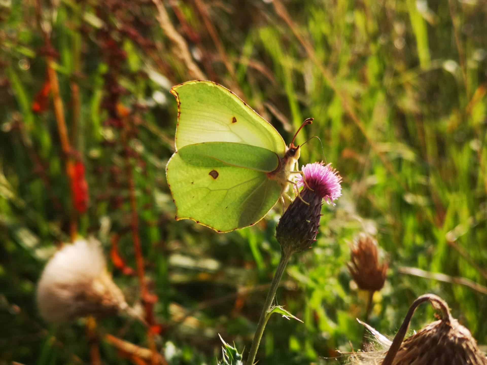 How to identify the UK’s most common butterfly species - Earthwatch Europe