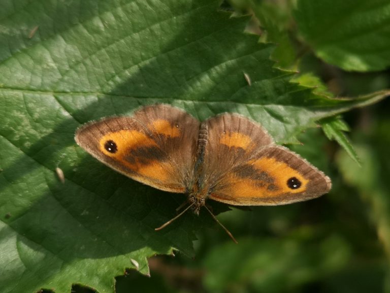 How to identify the UK’s most common butterfly species - Earthwatch Europe