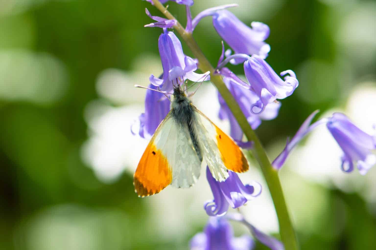 How to identify the UK’s most common butterfly species - Earthwatch Europe