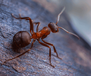 Ground dwellers: discover the types of minibeasts that live underground ...