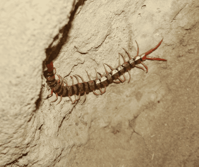 Ground dwellers: discover the types of minibeasts that live underground ...