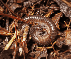 Ground dwellers: discover the types of minibeasts that live underground ...