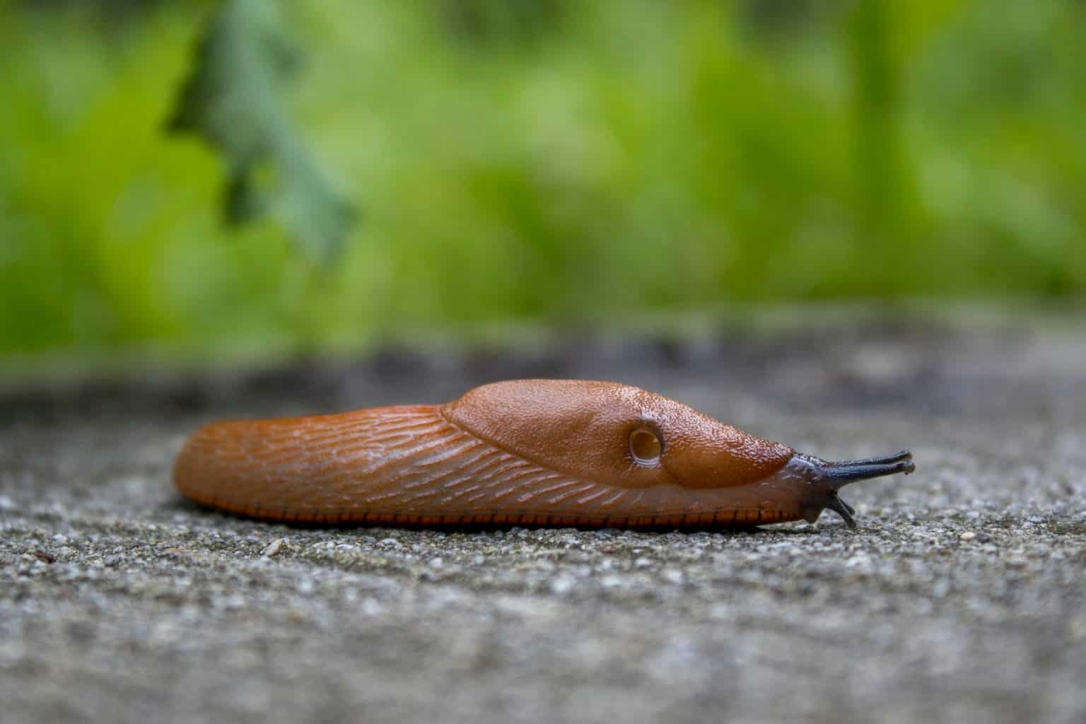 Ground dwellers: discover the types of minibeasts that live underground ...
