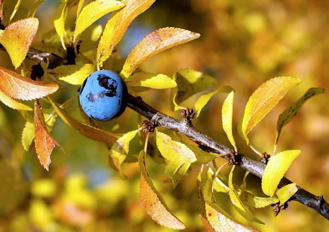 Autumn trees: how to identify them - Earthwatch Europe