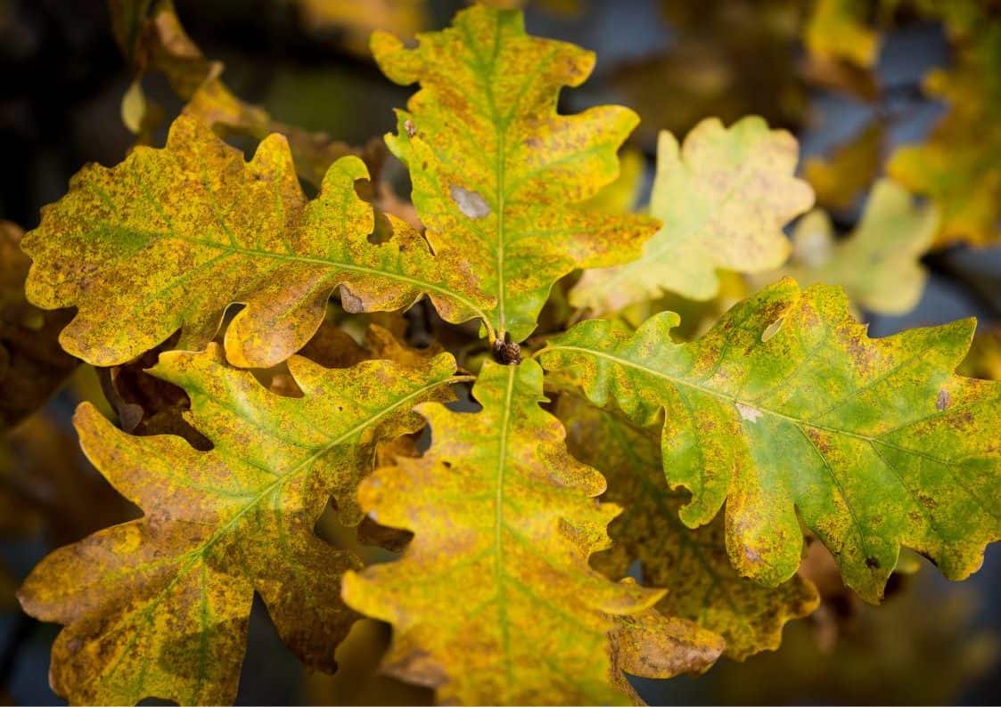 Autumn trees: how to identify them - Earthwatch Europe