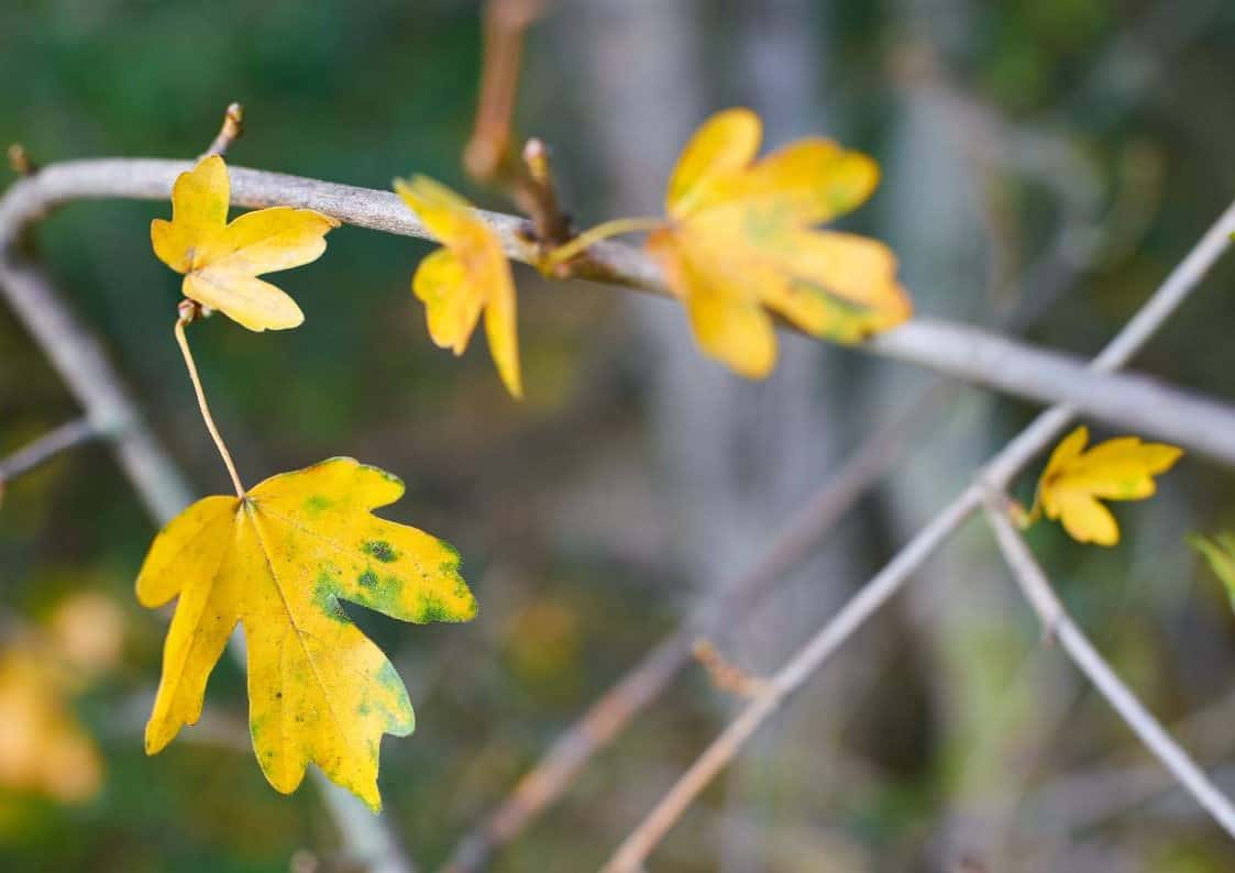 Autumn trees: how to identify them - Earthwatch Europe