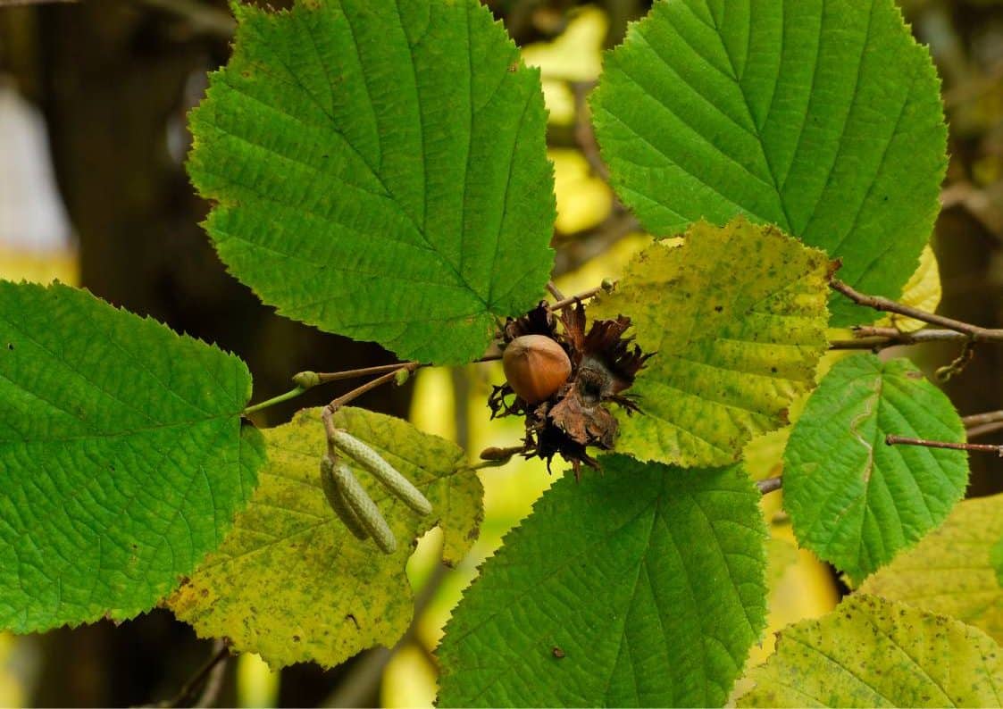 Autumn trees: how to identify them - Earthwatch Europe