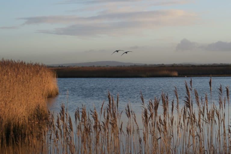 How wetlands reduce pollution in our waterways and urban areas ...
